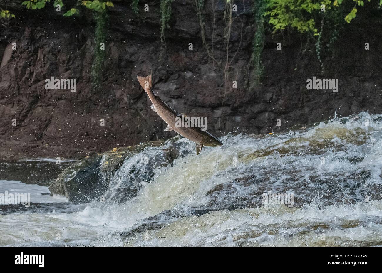 Atlantic salmon, Salmo salar, migrating up the River Almond, Perth ...