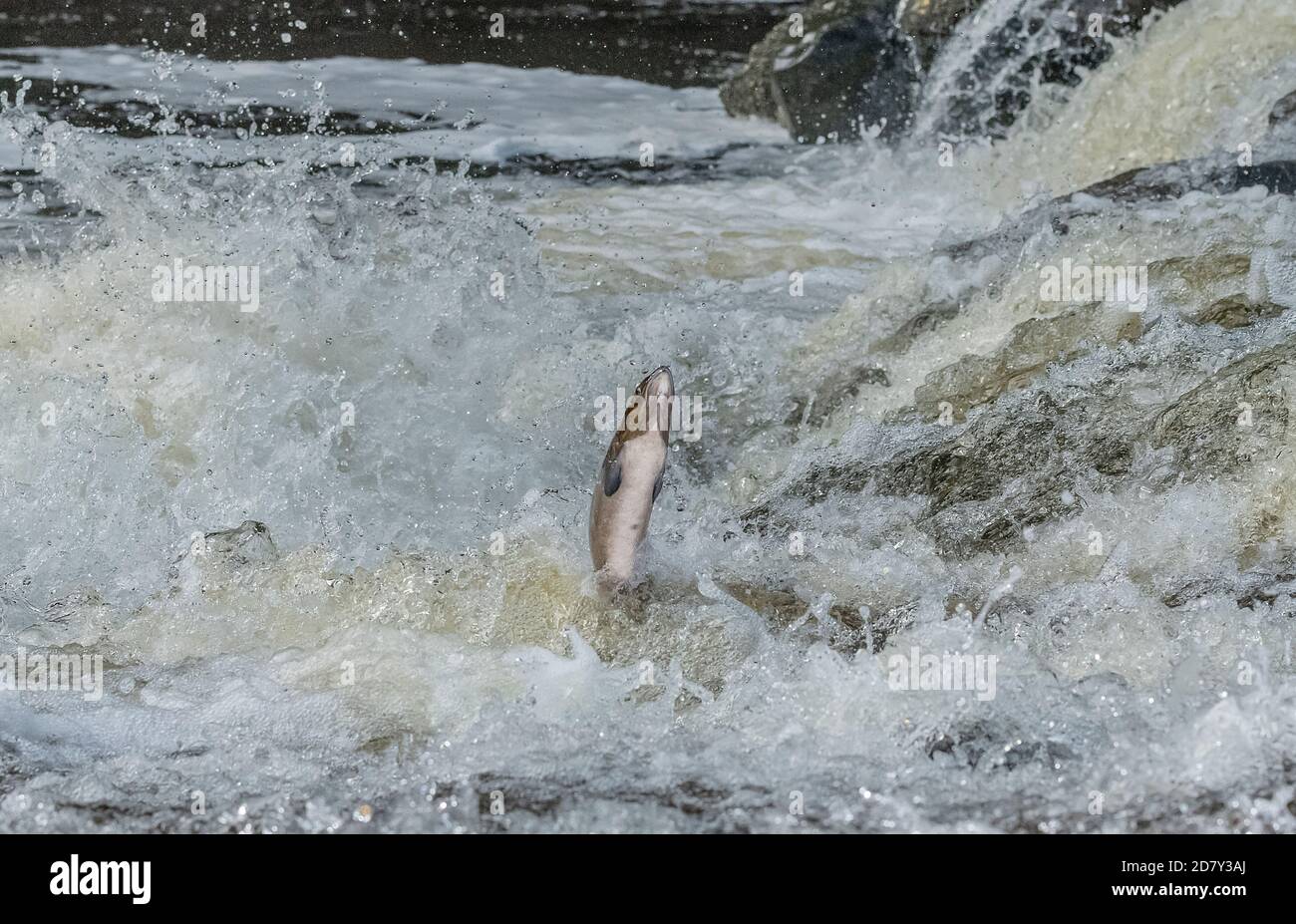 Atlantic salmon, Salmo salar, migrating up the River Almond, Perth ...