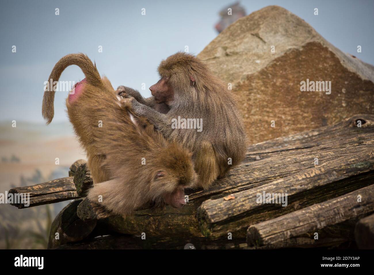 Hamadryas pavian papio hamadryas hi-res stock photography and images ...