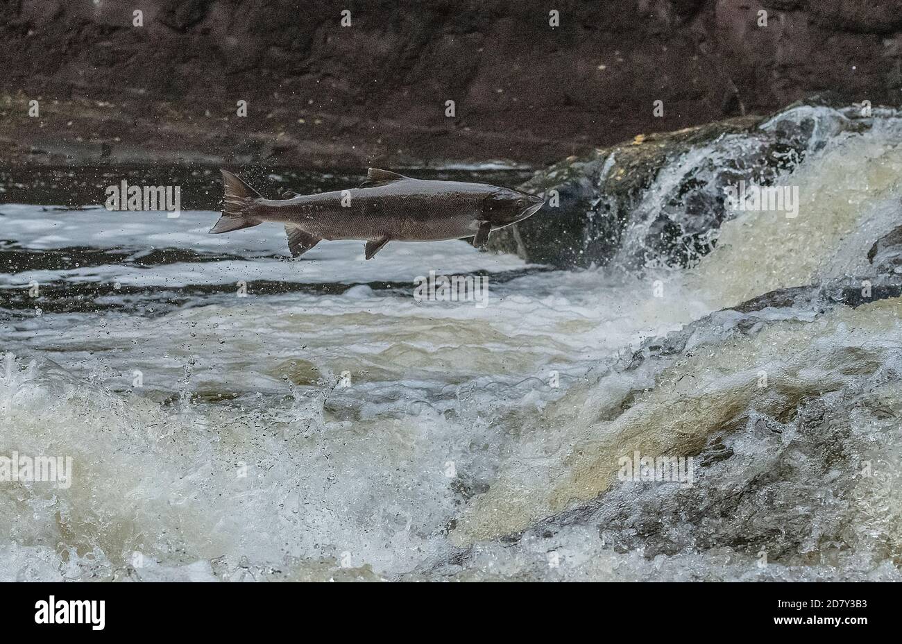 Atlantic salmon, Salmo salar, migrating up the River Almond, Perth ...