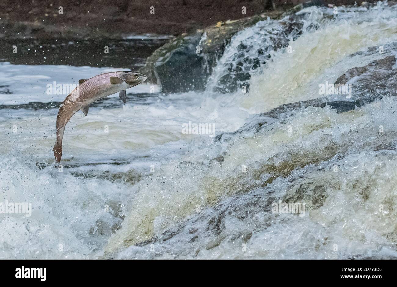 Atlantic salmon, Salmo salar, migrating up the River Almond, Perth ...