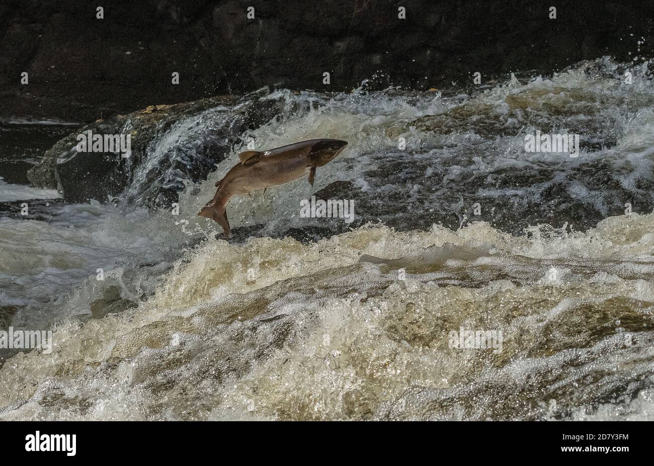 Atlantic salmon, Salmo salar, migrating up the River Almond, Perth ...