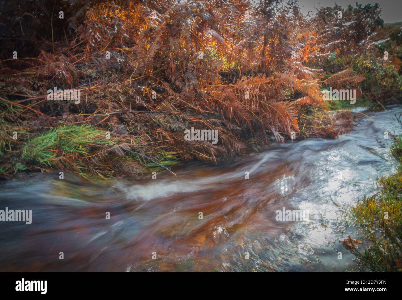 New Forest Stream Stock Photo - Alamy