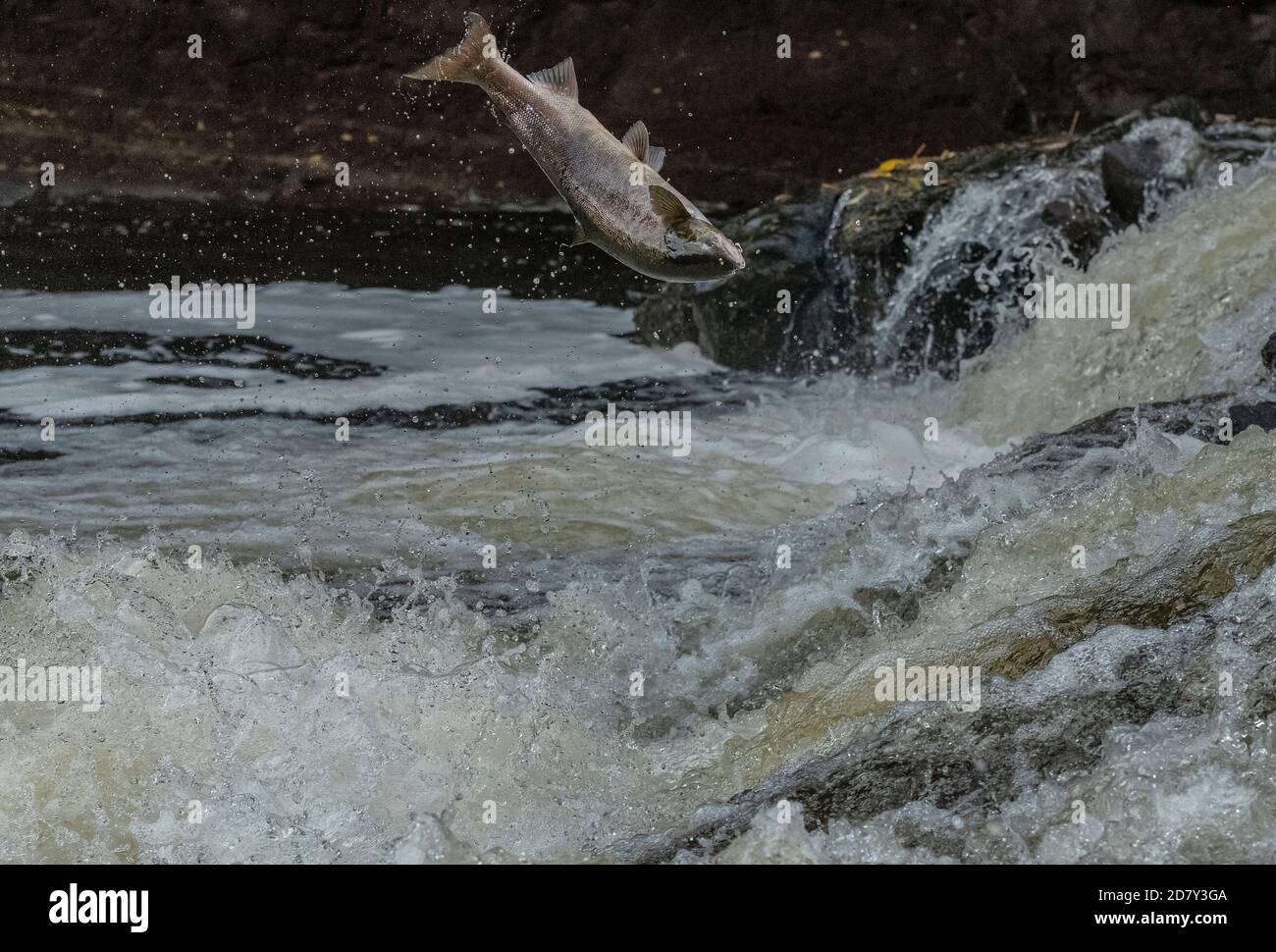 Atlantic salmon, Salmo salar, migrating up the River Almond, Perth ...