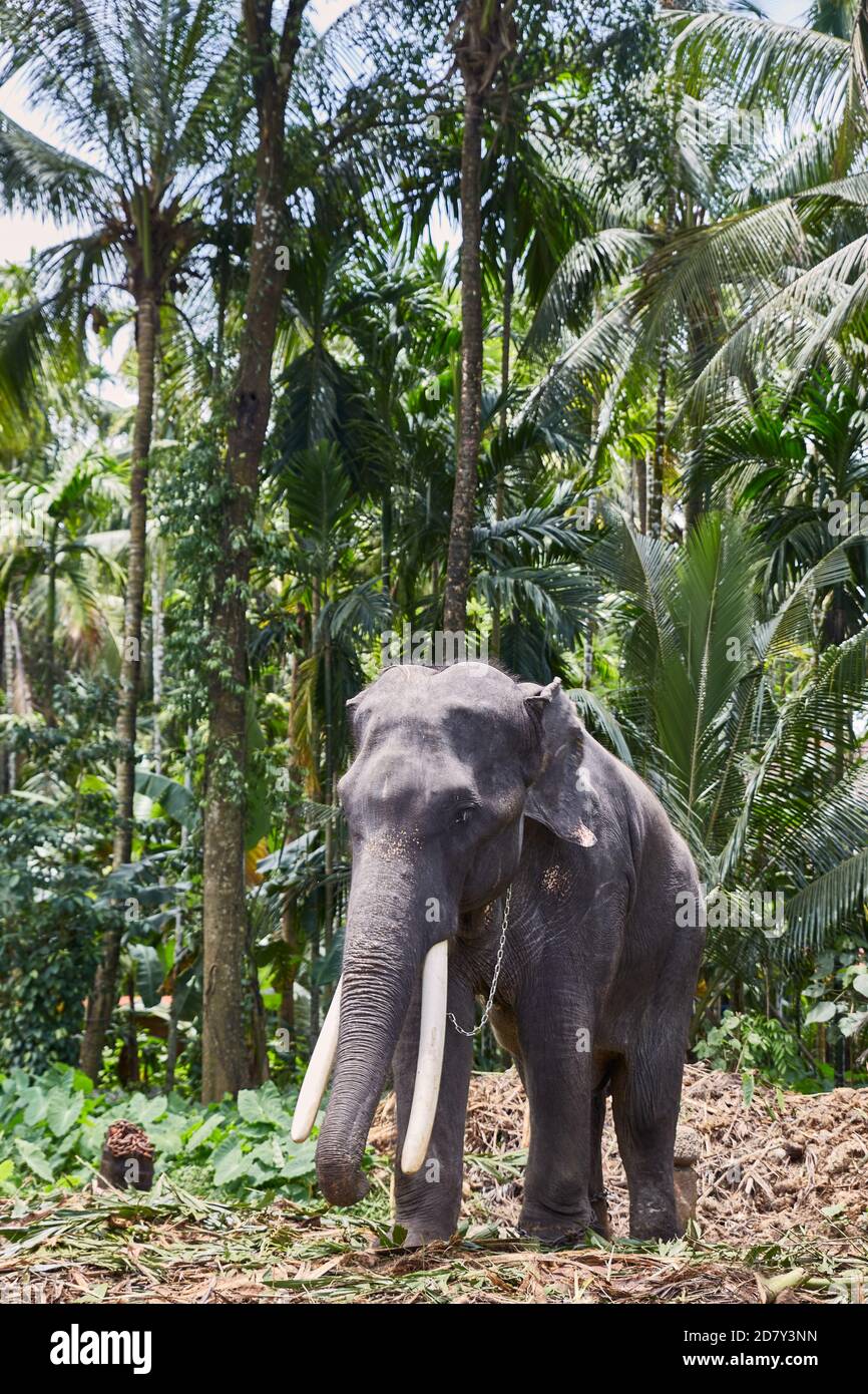 photograph of an elephant in india Stock Photo - Alamy