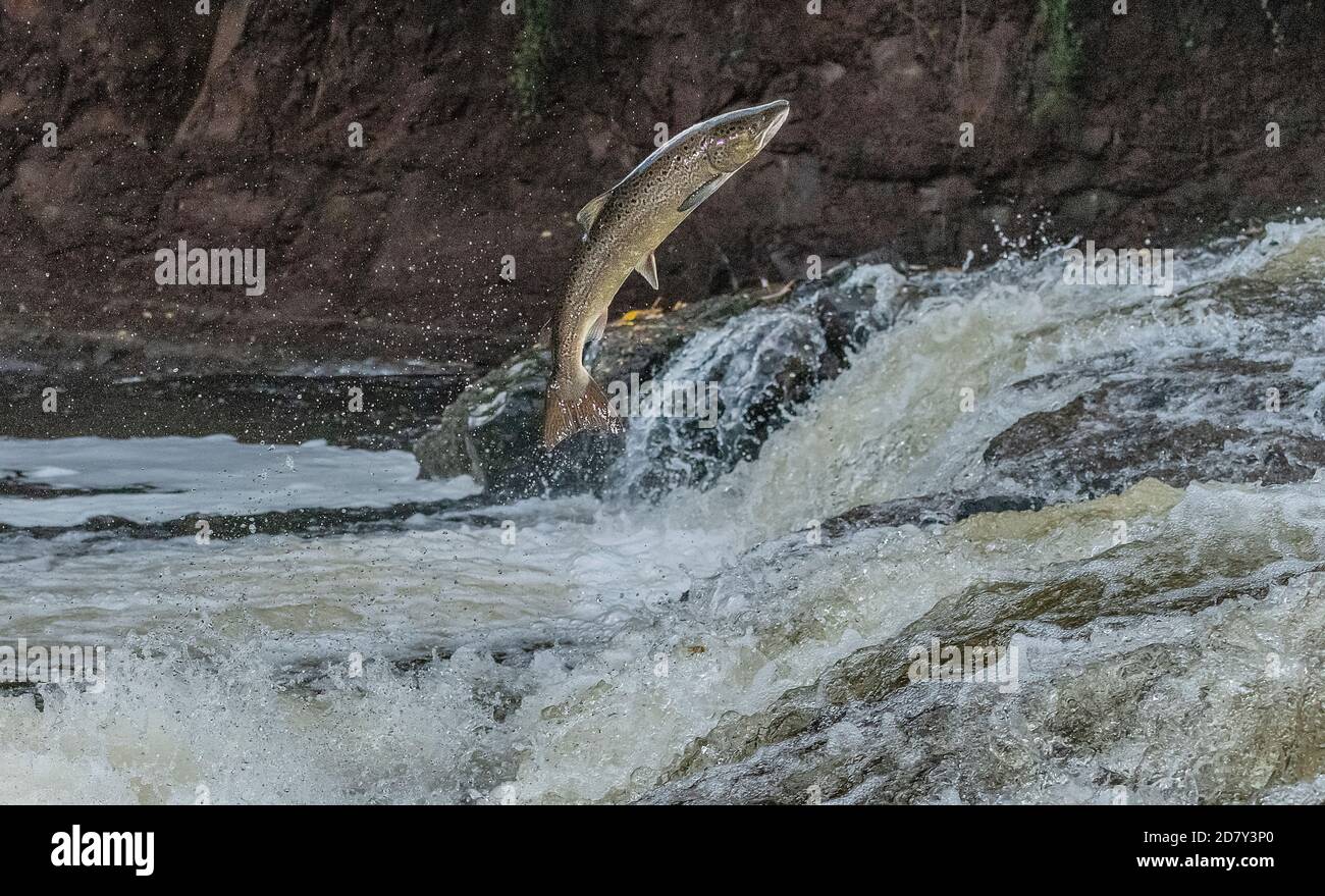 Atlantic salmon, Salmo salar, migrating up the River Almond, Perth ...