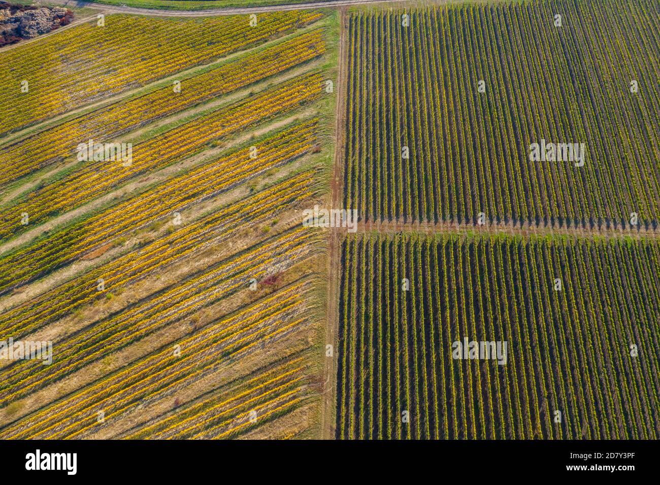 Rows in a vineyard, natural pattern above from a drone. Aerial view ...