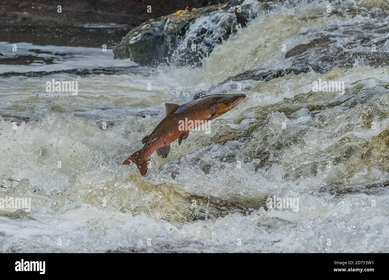 Male Atlantic salmon, Salmo salar, migrating up the River Almond, Perth ...