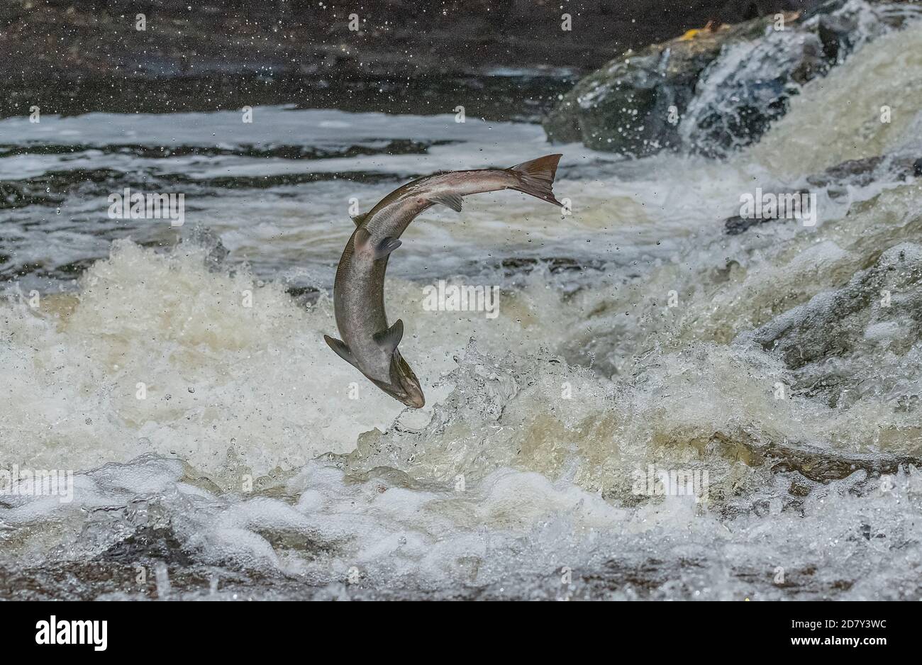Atlantic salmon, Salmo salar, migrating up the River Almond, Perth ...