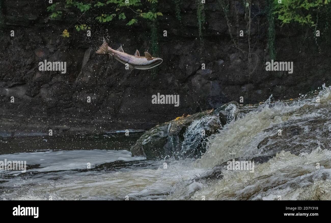 Atlantic salmon, Salmo salar, migrating up the River Almond, Perth ...