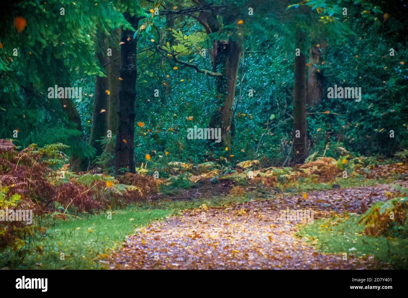Swirling leaves hi-res stock photography and images - Alamy