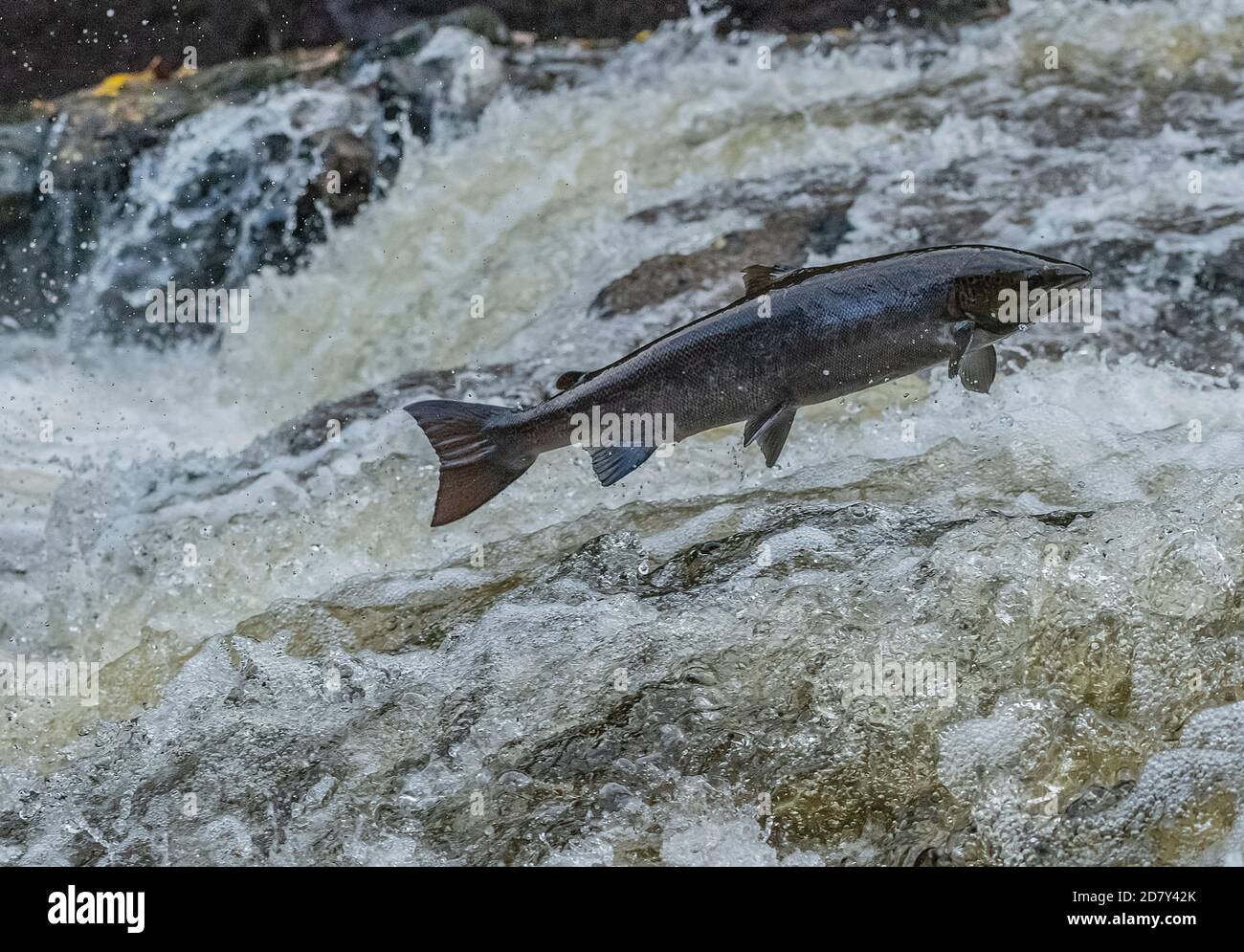 Atlantic salmon, Salmo salar, migrating up the River Almond, Perth ...