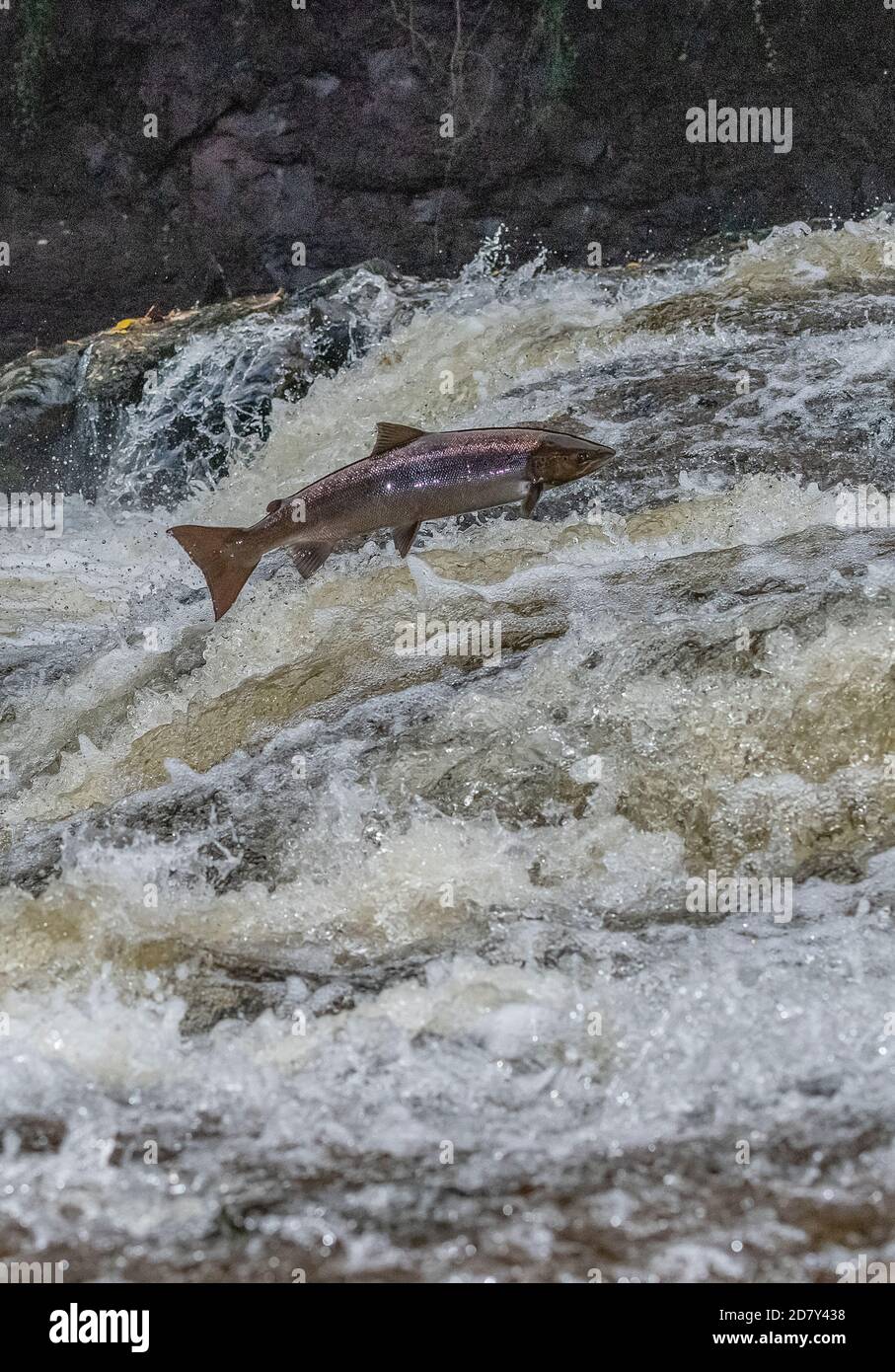 Atlantic salmon, Salmo salar, migrating up the River Almond, Perth ...