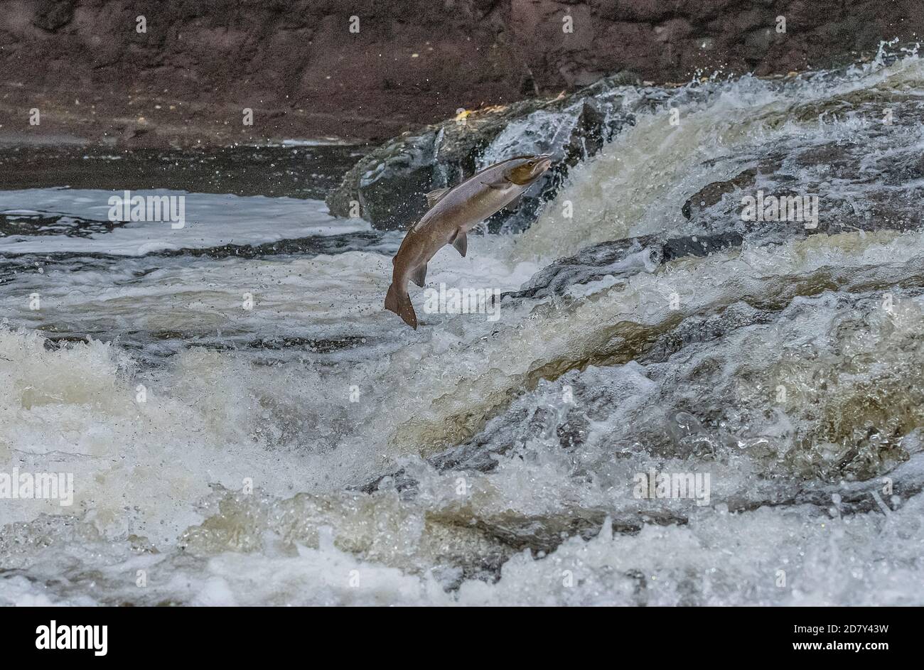 Atlantic salmon, Salmo salar, migrating up the River Almond, Perth ...