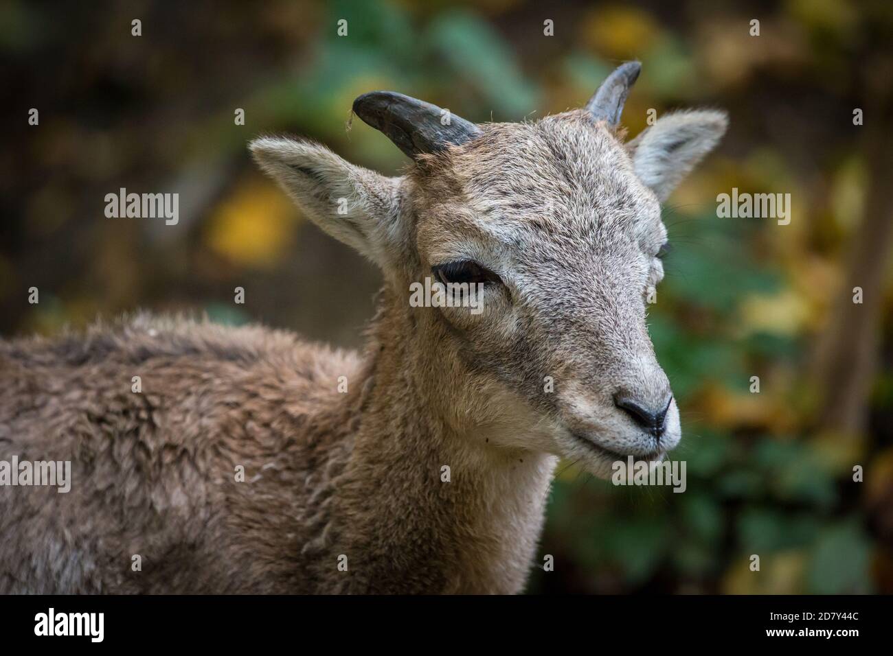 Young moufflon in the zoo (Ovis aries musimon Stock Photo - Alamy
