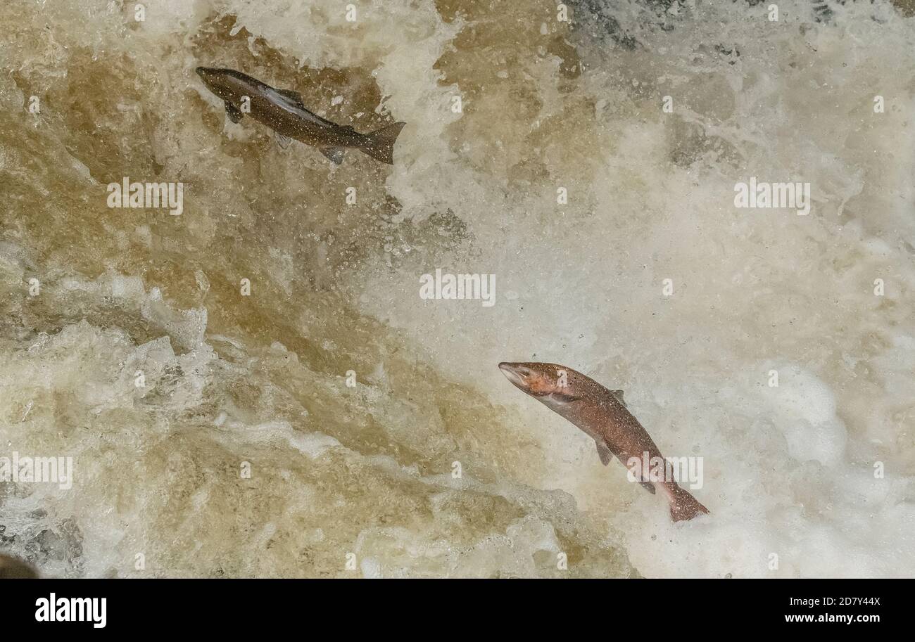 Atlantic salmon, Salmo salar, migrating up the River Almond, Perth ...