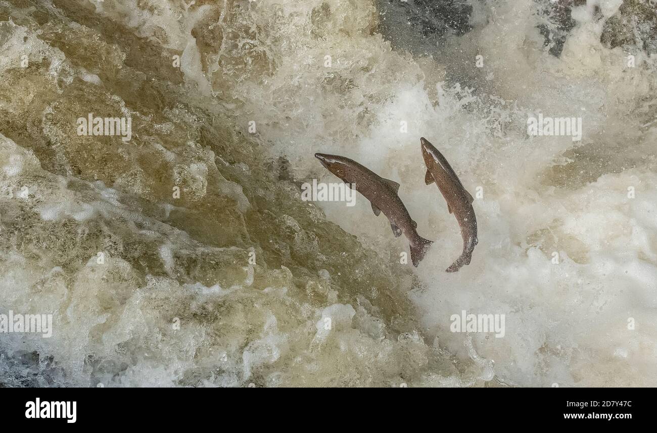 Atlantic salmon, Salmo salar, migrating up the River Almond, Perth ...