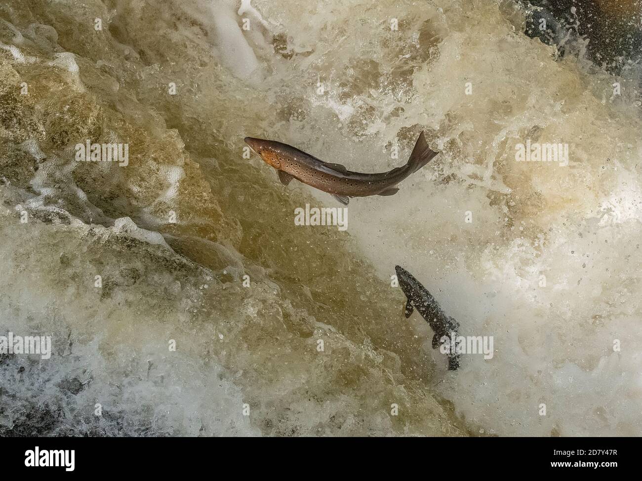 Atlantic salmon, Salmo salar, migrating up the River Almond, Perth ...