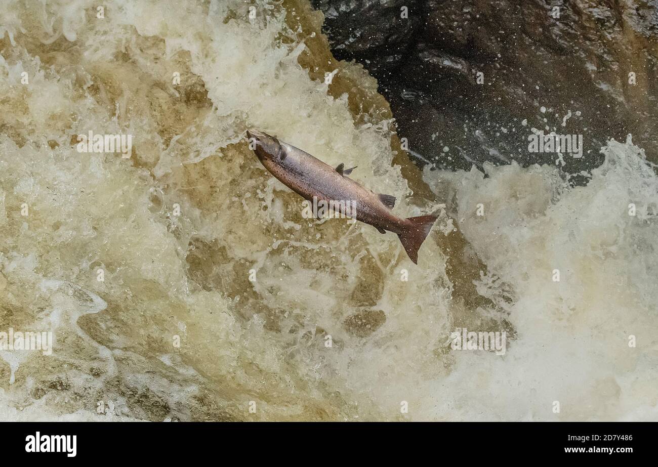 Atlantic salmon, Salmo salar, migrating up the River Almond, Perth ...