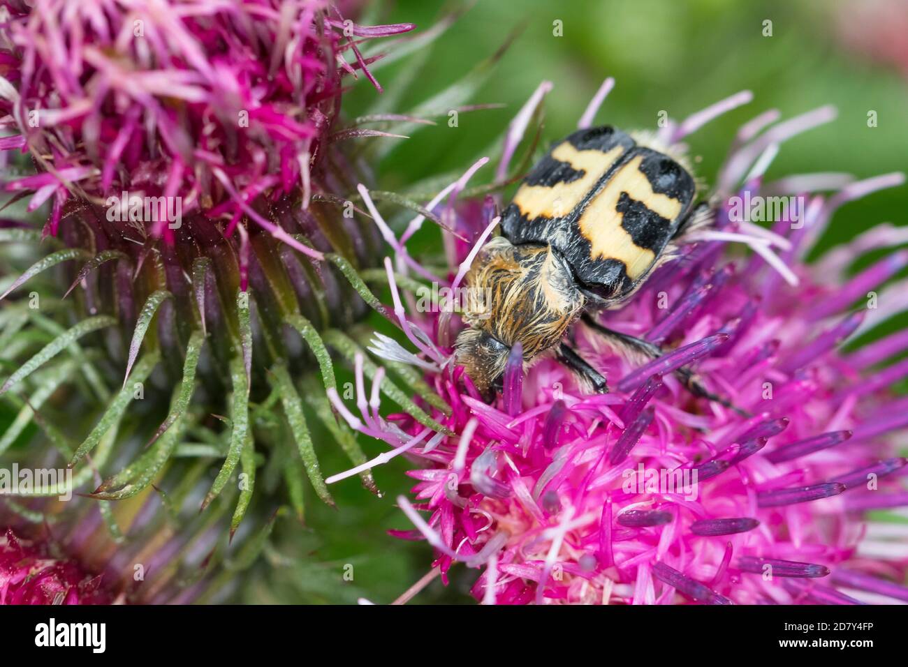 Gebänderter Pinselkäfer, Pinselkäfer, Blütenbesuch, Trichius fasciatus ...