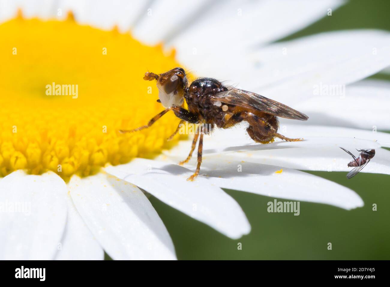 Conopidae hi-res stock photography and images - Alamy