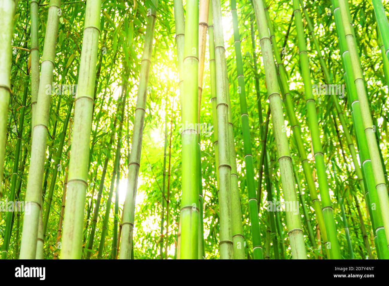 Bamboo forest and thickets with the bright light of the sun, look at ...