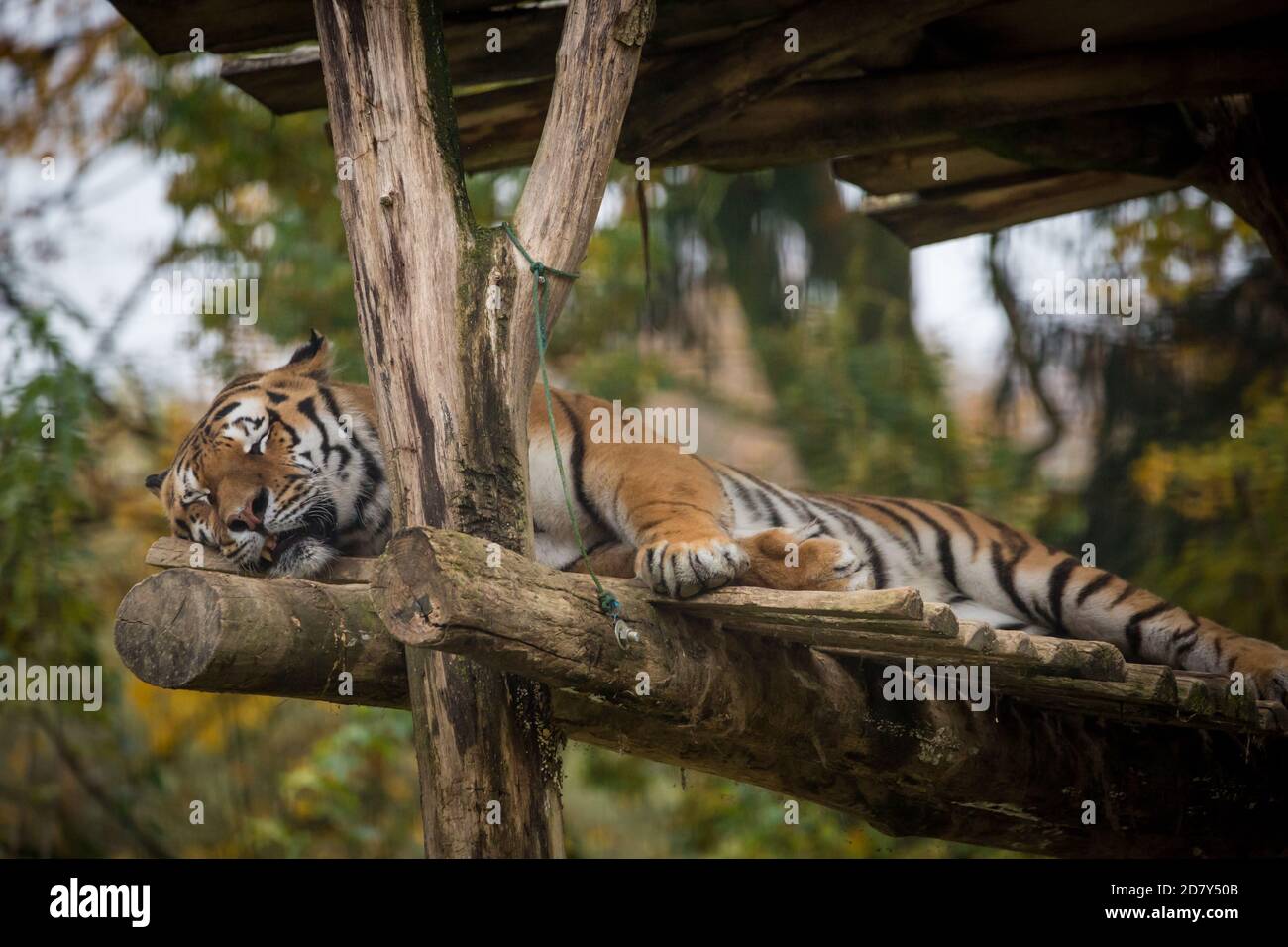 Sleeping tiger in the zoo Stock Photo - Alamy