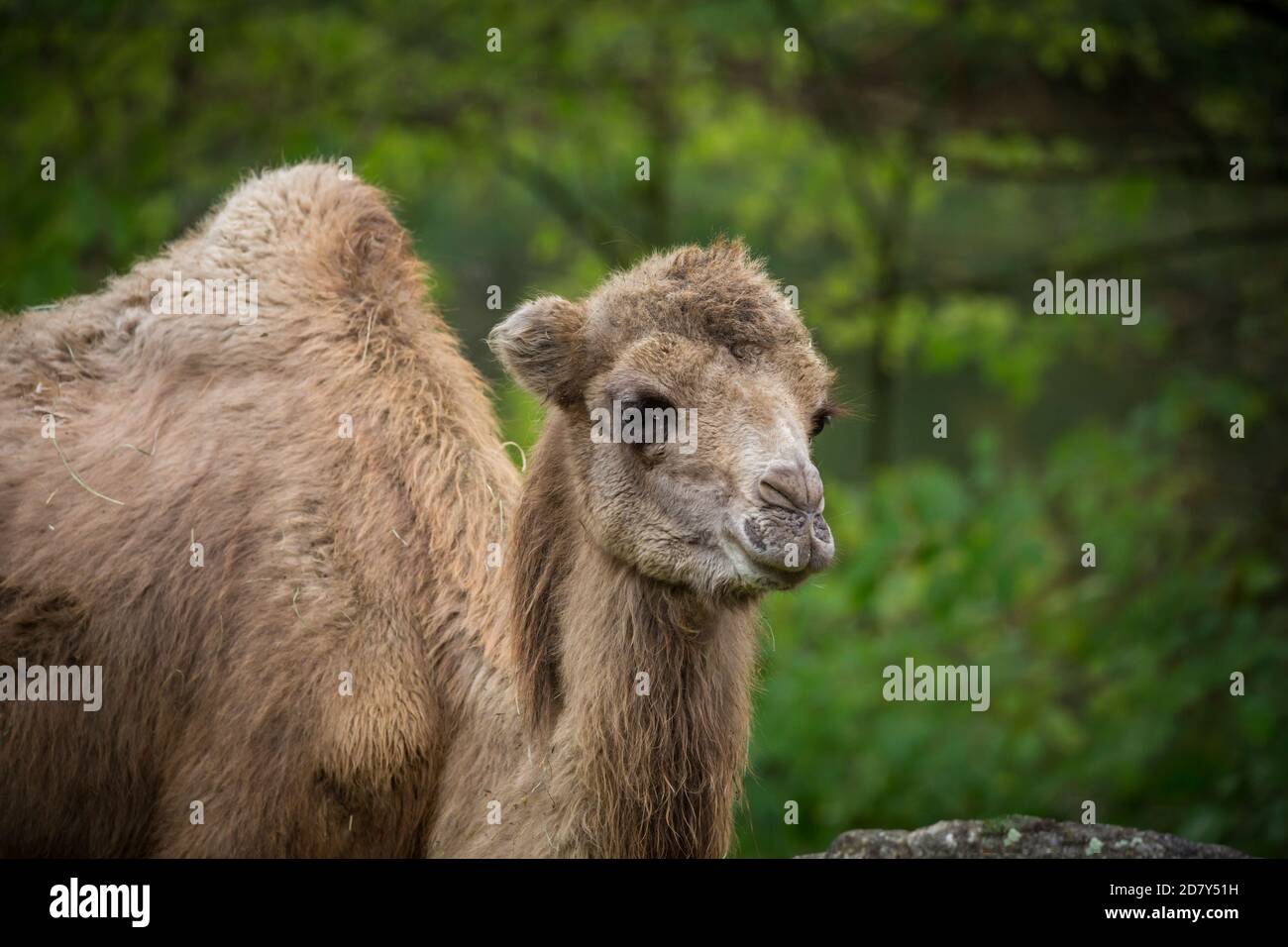 Two-humped camel (Camelus ferus, Camelus bactrianus Stock Photo - Alamy