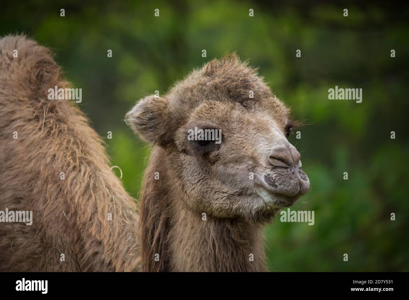 Two-humped camel (Camelus ferus, Camelus bactrianus Stock Photo - Alamy