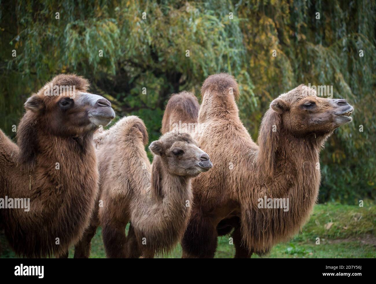 Two-humped camel (Camelus ferus, Camelus bactrianus Stock Photo - Alamy