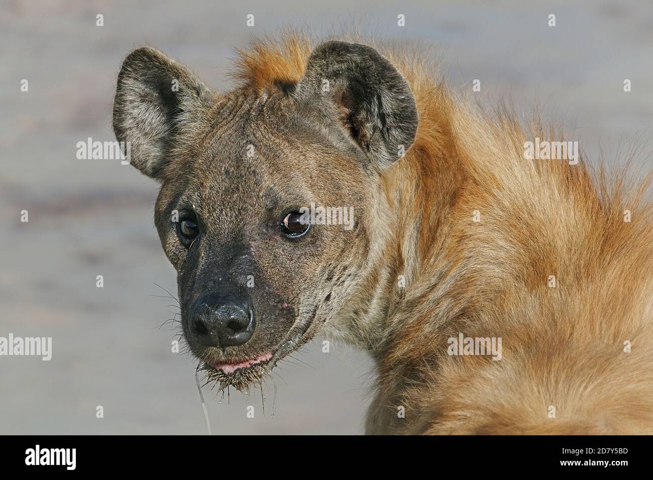 Hyena looking up hi-res stock photography and images - Alamy