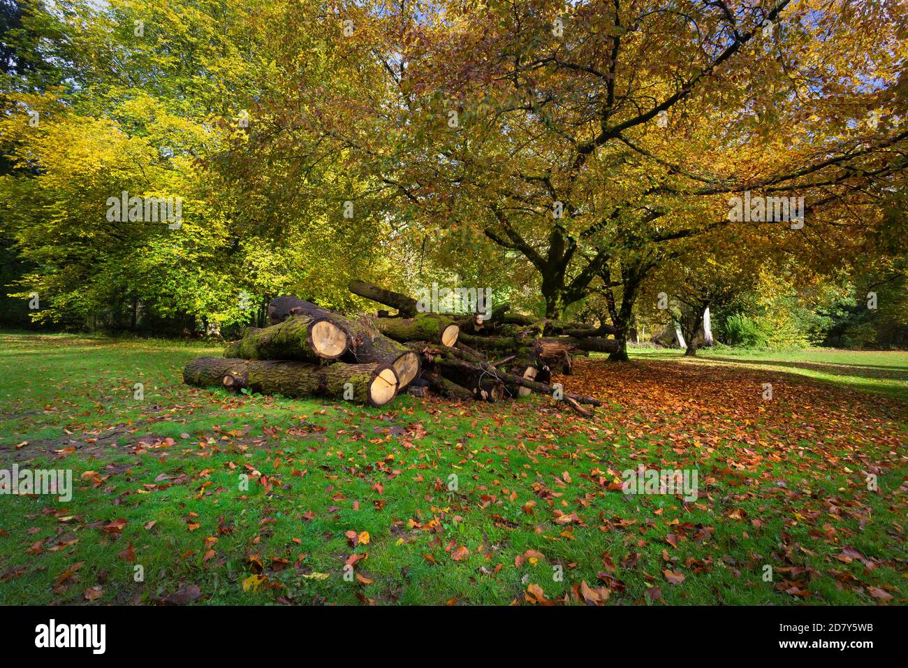 Autumn leaves and cut trees Stock Photo - Alamy