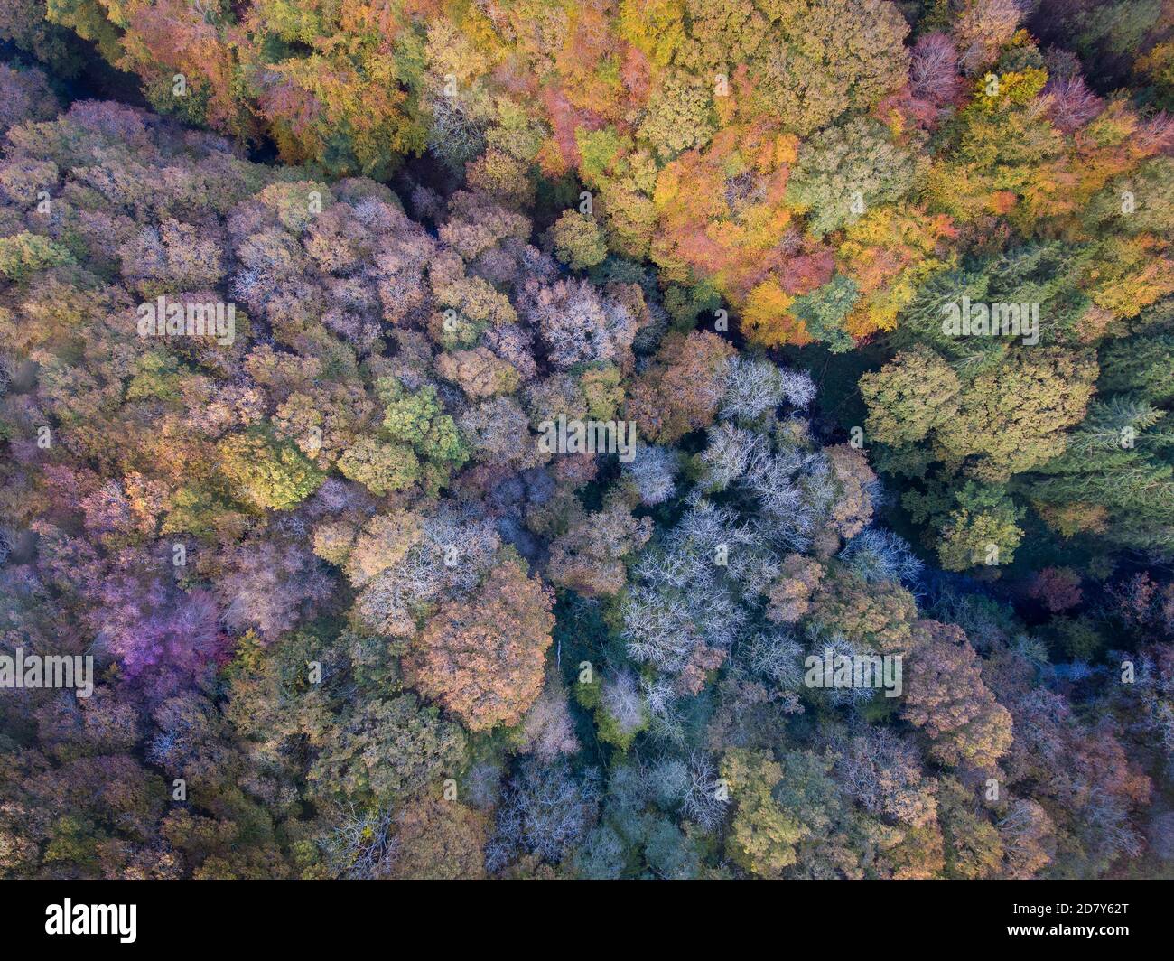 Aerial autumn tree hi-res stock photography and images - Alamy