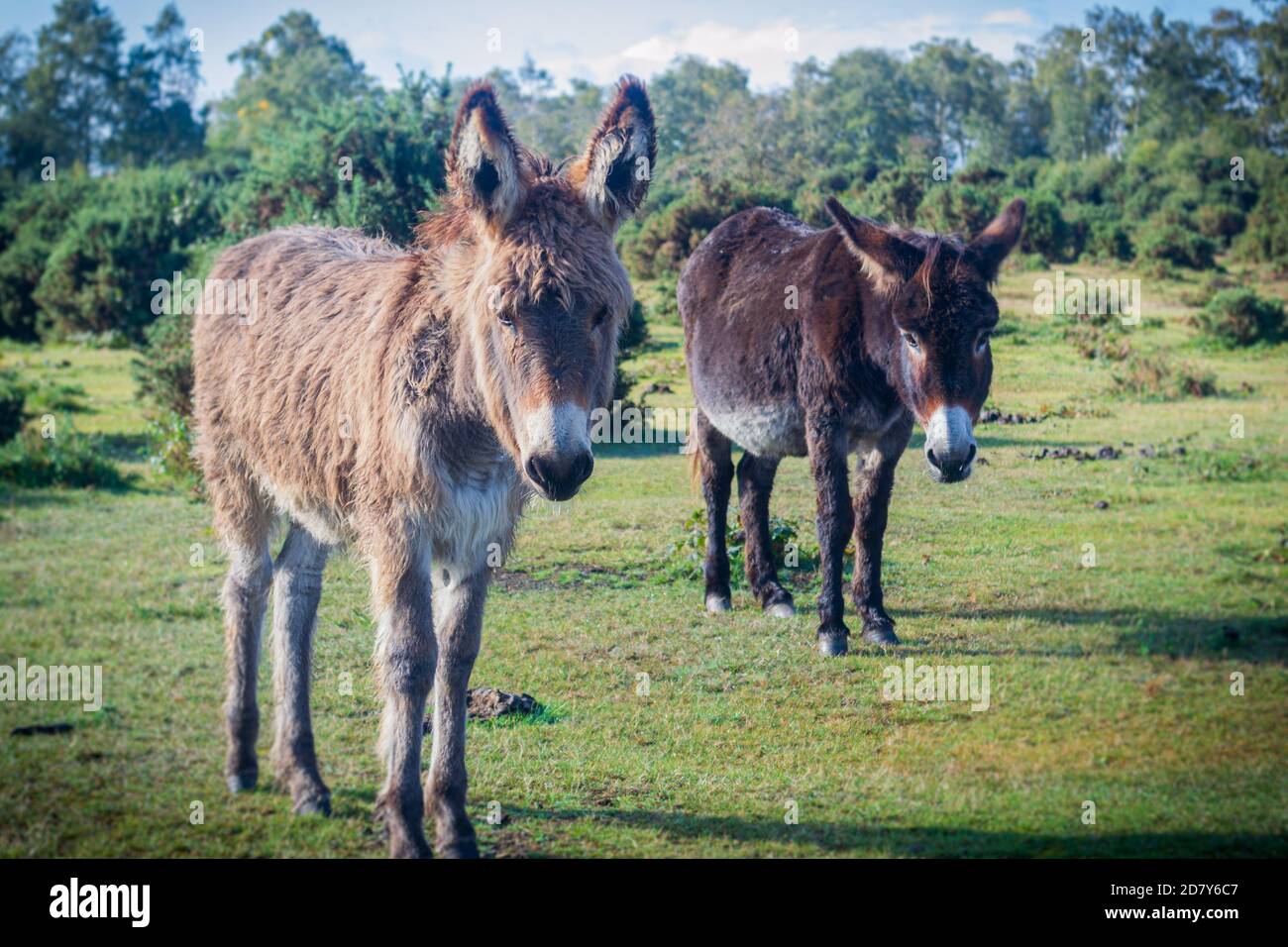 New Forest Donkeys Stock Photo - Alamy