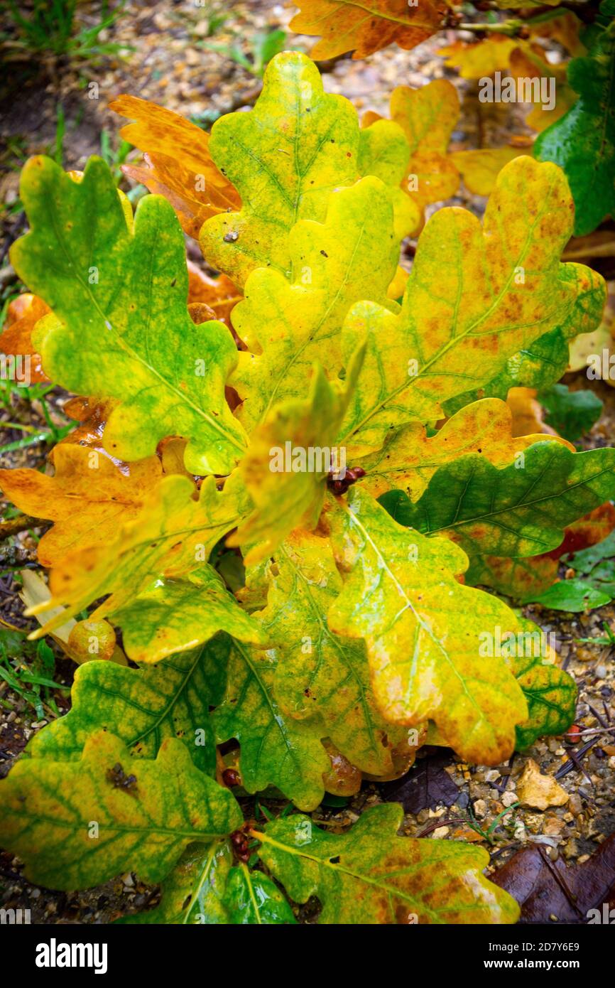 Simple autumn hi-res stock photography and images - Alamy