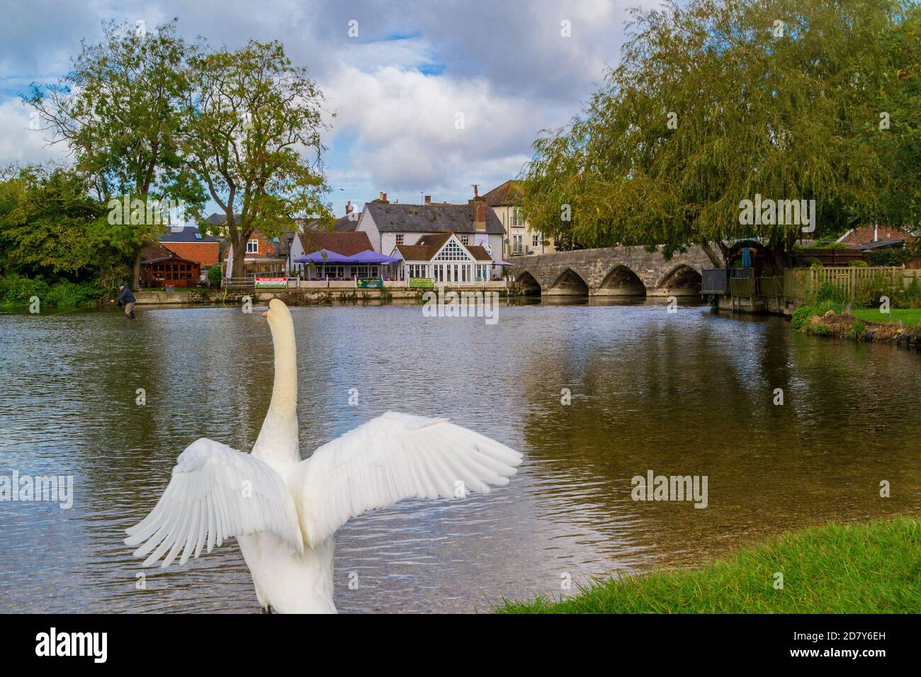 Swan at Fordingbridge Stock Photo - Alamy