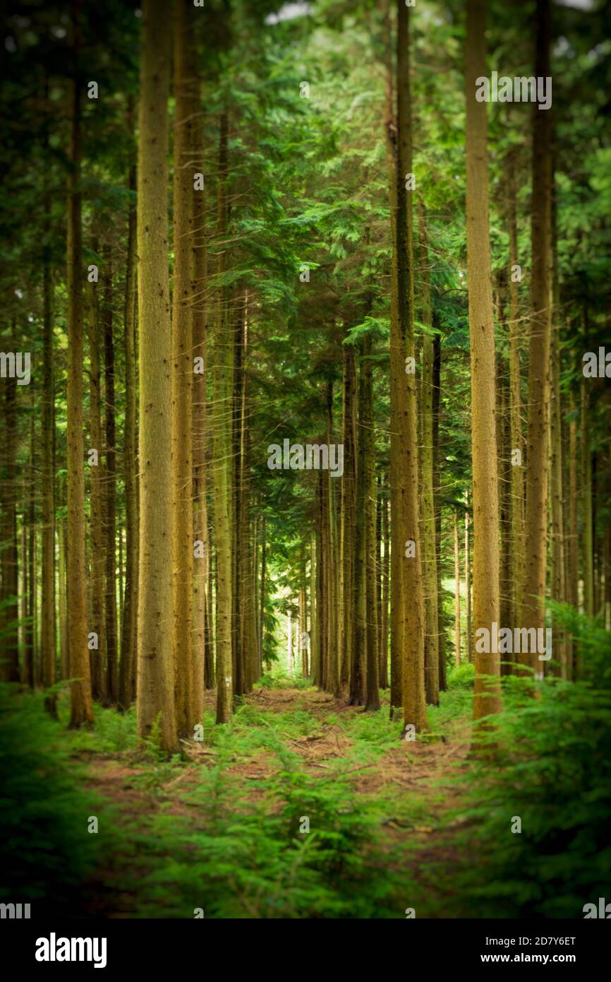 Tree corridor hi-res stock photography and images - Alamy