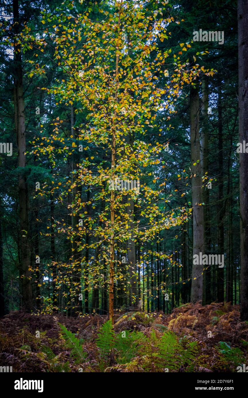 Yellow Tree in Woods Stock Photo - Alamy