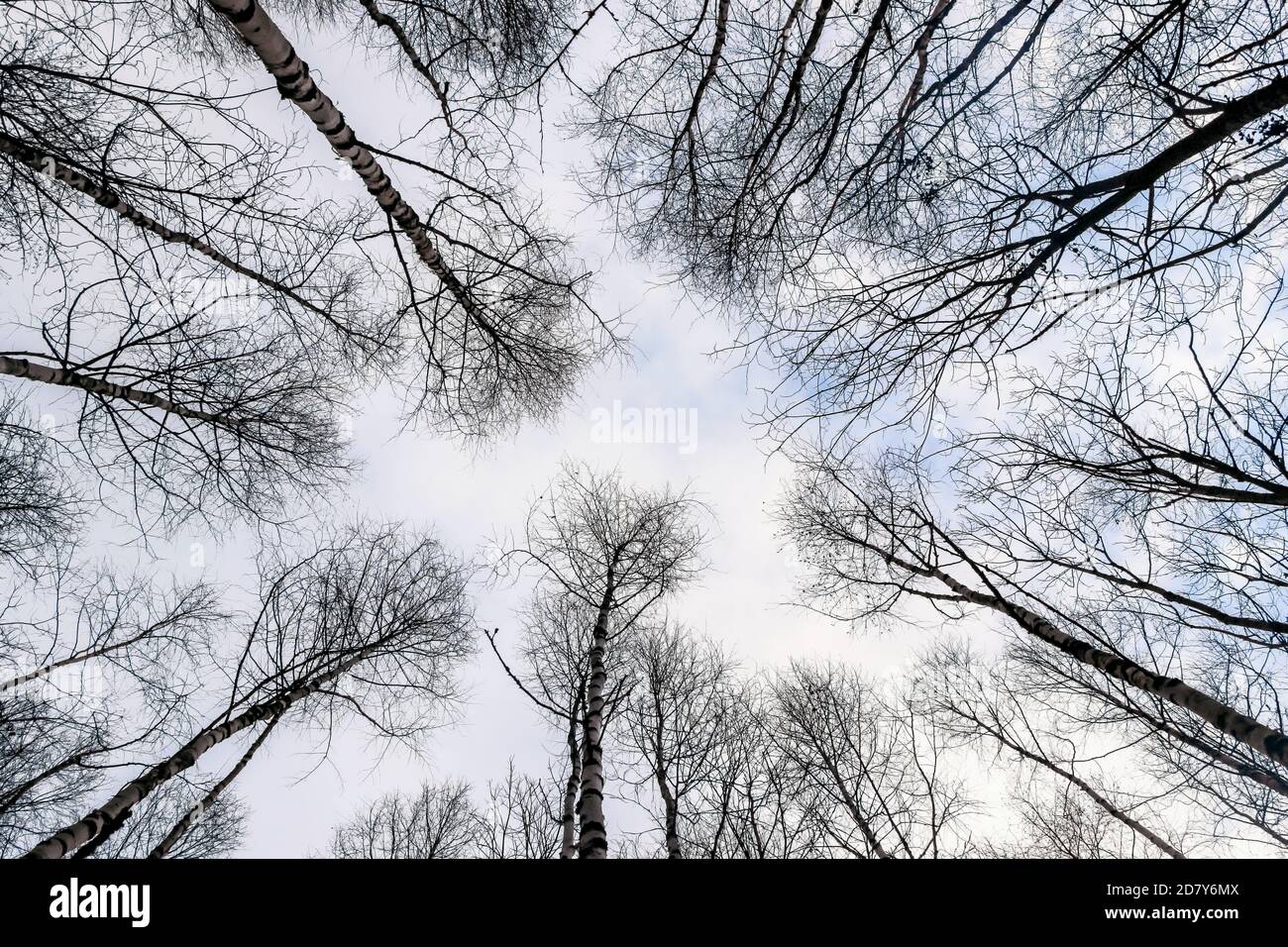 Look up at birch trees hi-res stock photography and images - Alamy