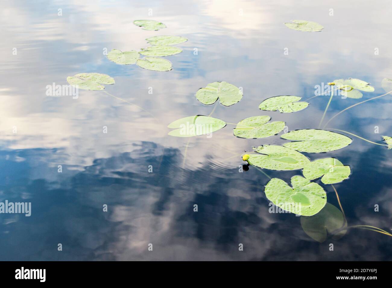 water lily plant in lake with cloud reflection Stock Photo - Alamy