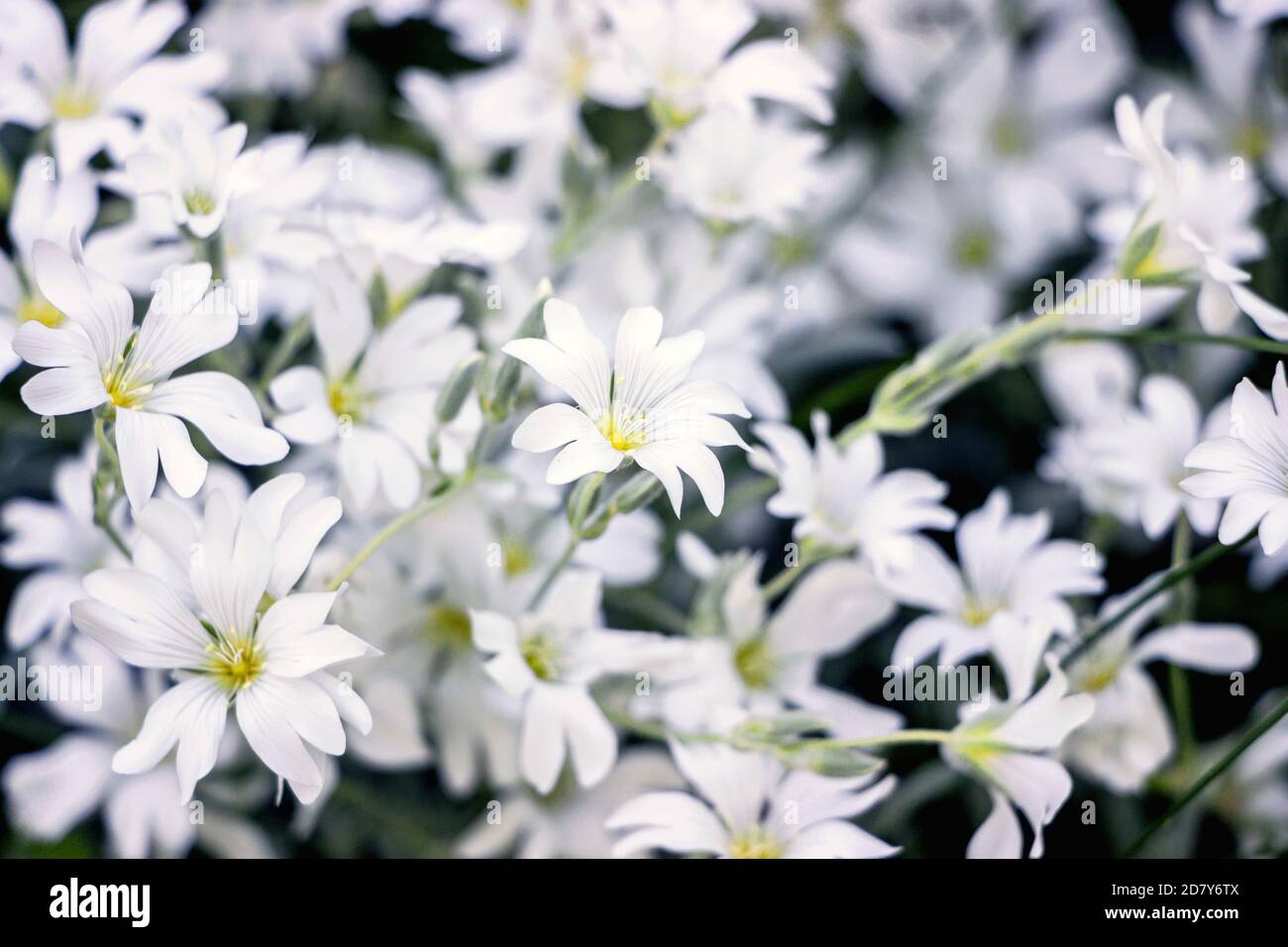 Snow in summer flower hi-res stock photography and images - Alamy