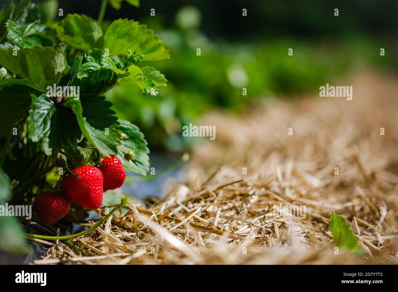 Hand Pick Strawberries At The Farm Stock Photo - Alamy