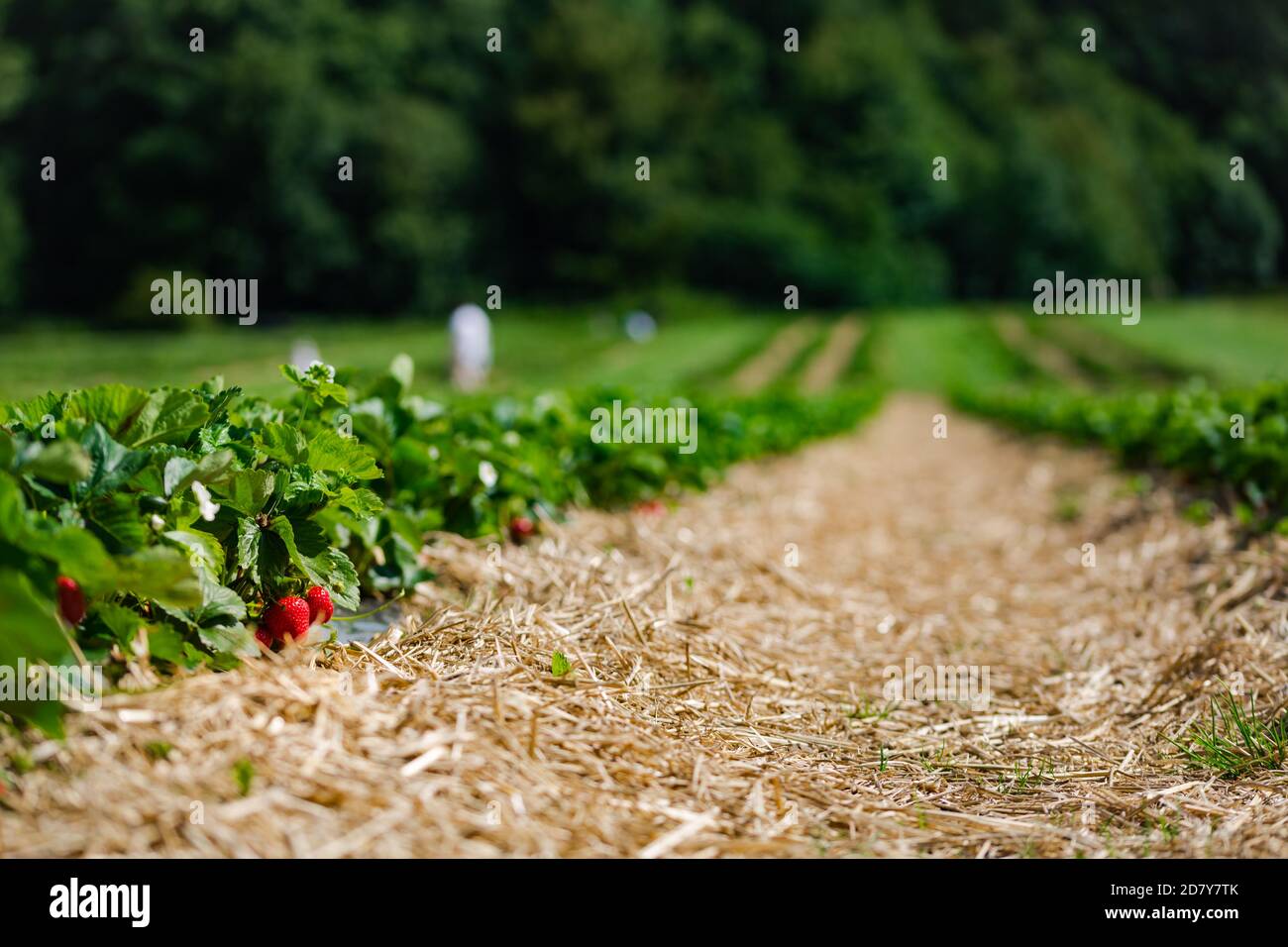 Hand Pick Strawberries At The Farm Stock Photo - Alamy