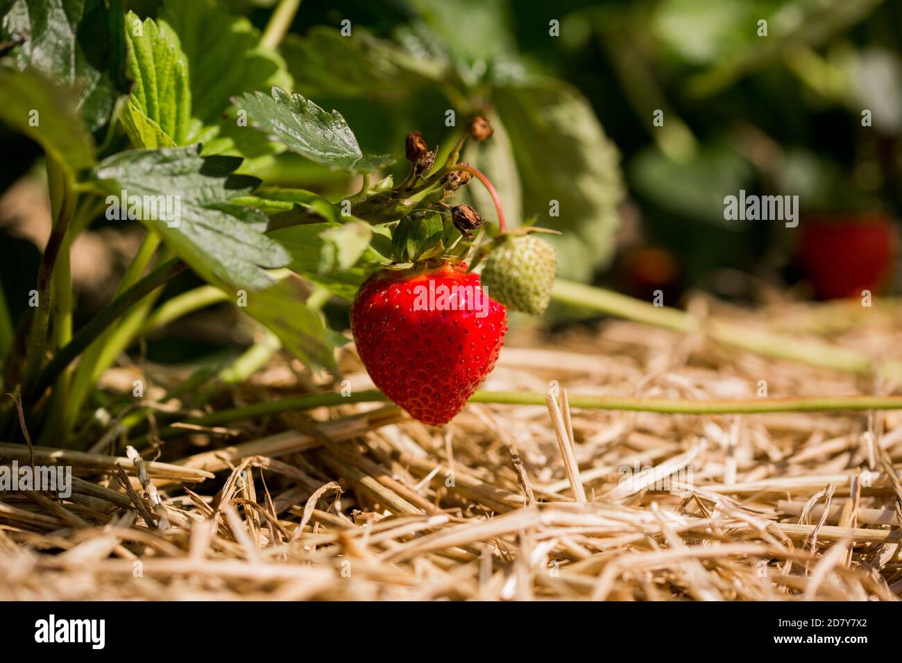 Picking strawberries uk hi-res stock photography and images - Alamy