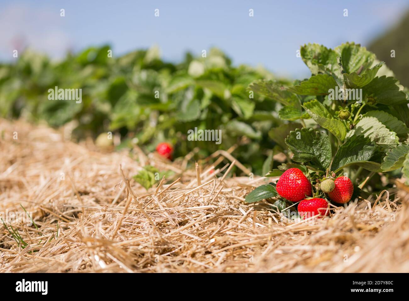 Hand Pick Strawberries At The Farm Stock Photo - Alamy