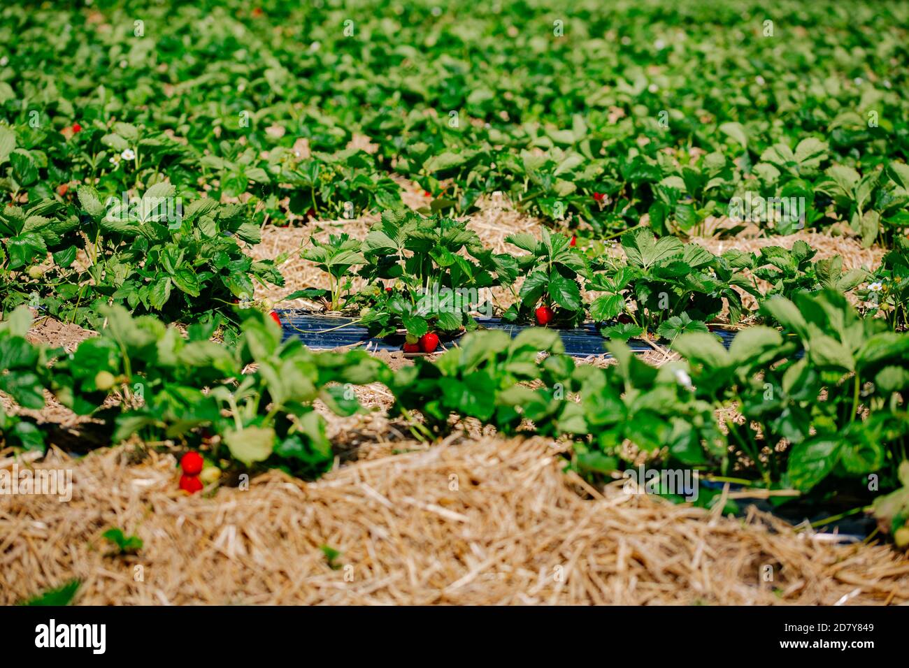 Hand pick hi-res stock photography and images - Alamy
