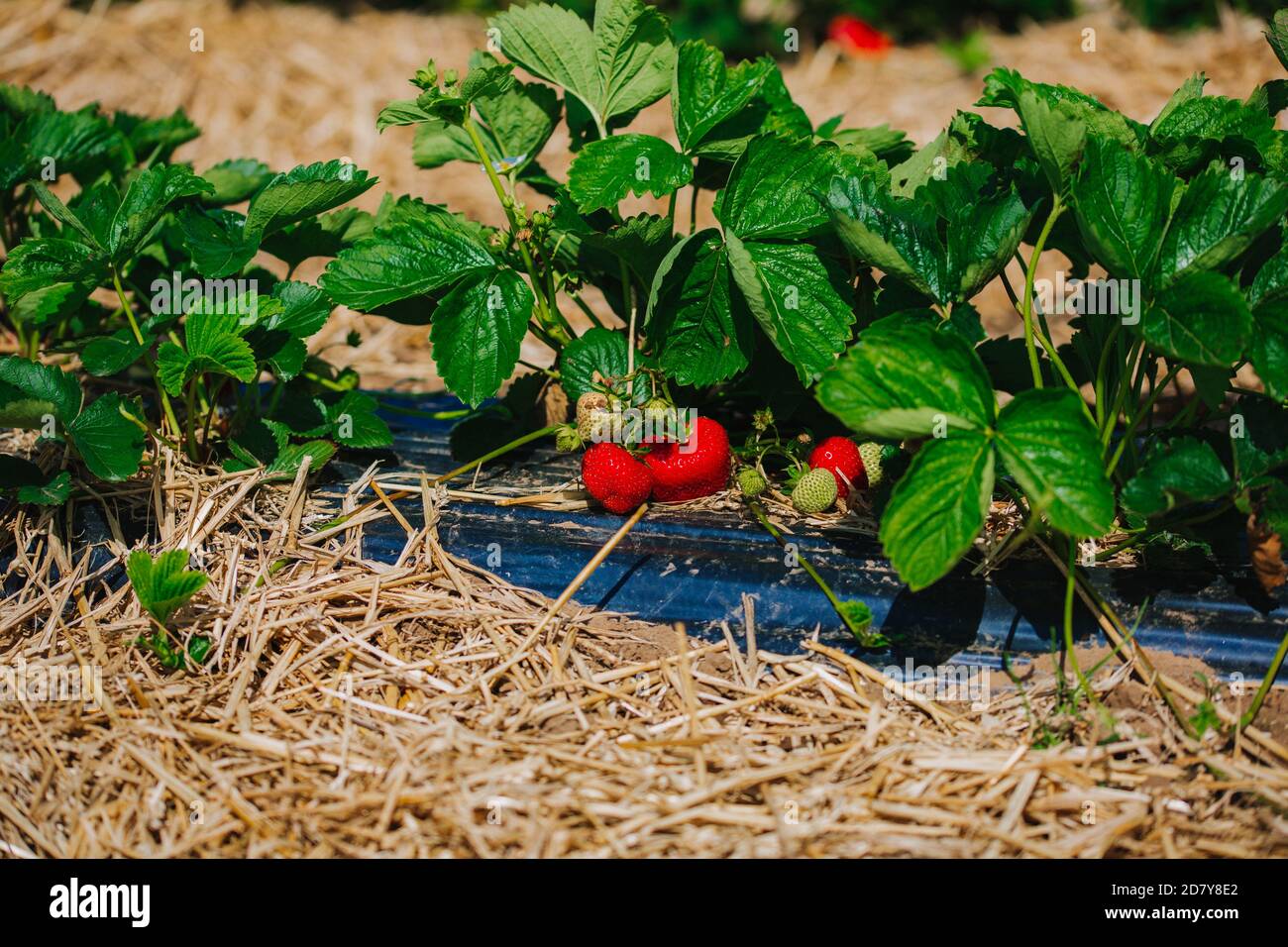 Hand Pick Strawberries At The Farm Stock Photo - Alamy