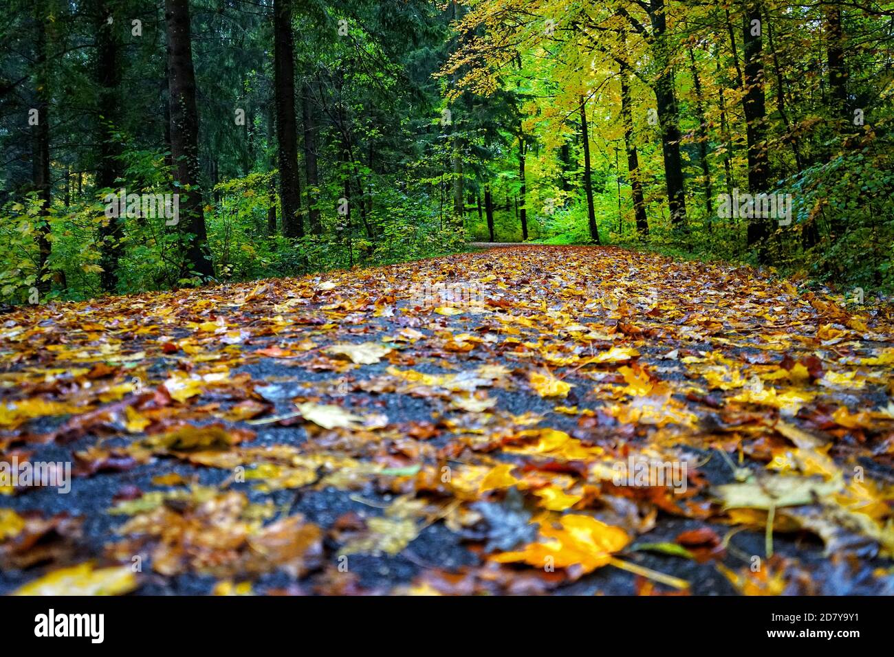 Herbststimmung in der Nähe der Stadt Zürich - Autumn mood near the ...