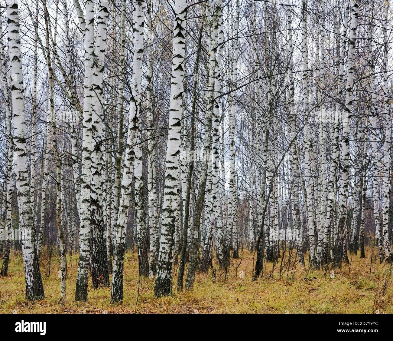 Autumn landscape with white birches in the countryside Stock Photo - Alamy