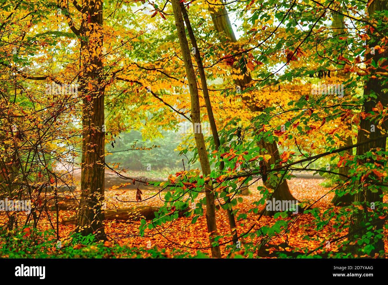Herbststimmung in der Nähe der Stadt Zürich - Autumn mood near the ...